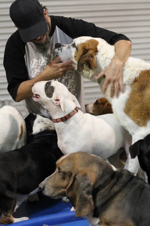 Paws Pet Resorts – Stay n’ Play