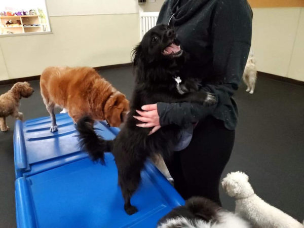 Paws Pet Resorts – Stay n’ Play