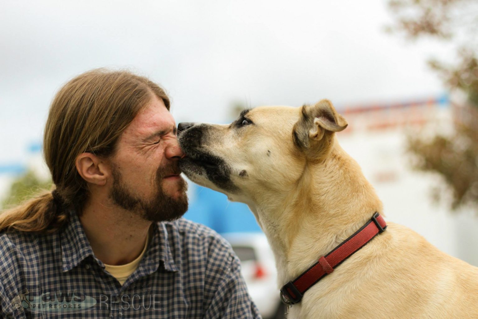 Paws Pet Resorts – Stay n’ Play